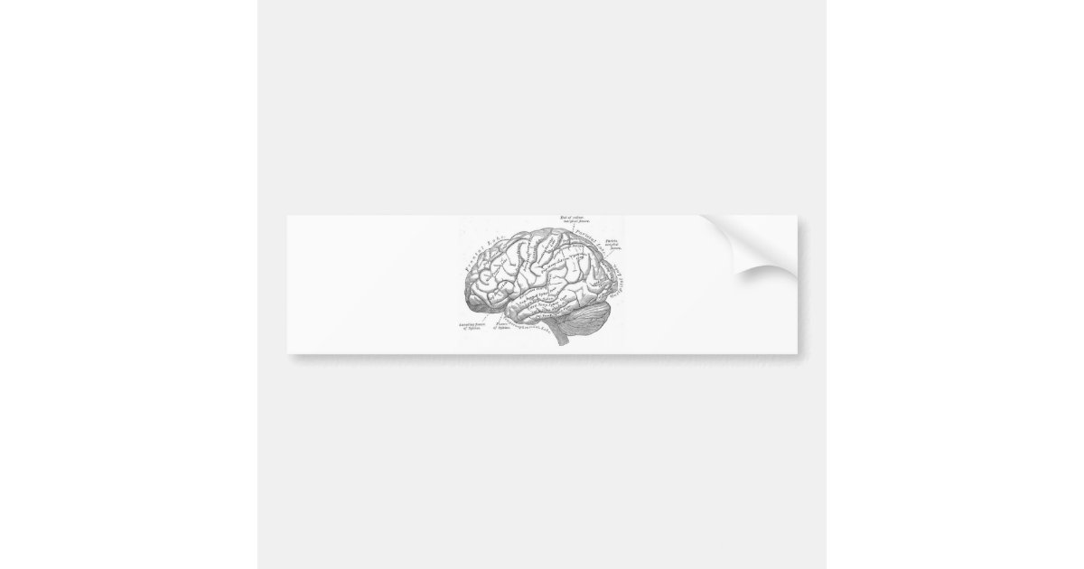 Vintage Brain Anatomy Bumper Sticker | Zazzle