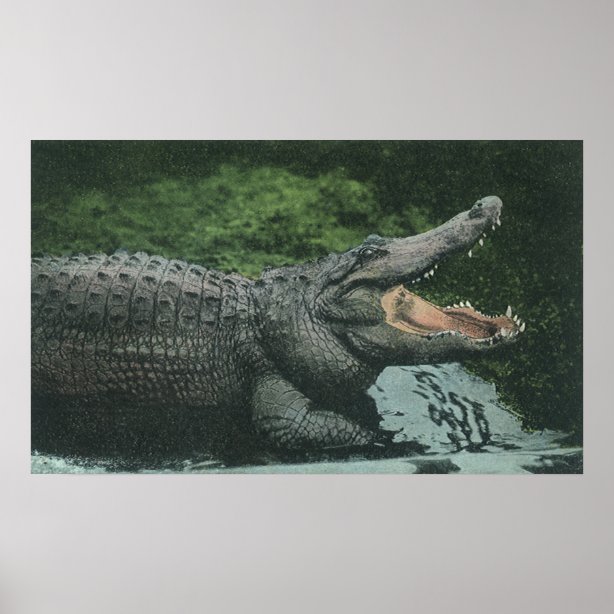 Reptile Posters & Prints | Zazzle UK