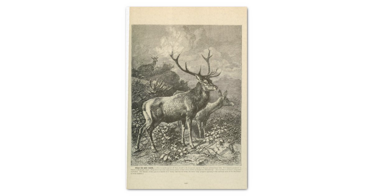 Vintage Deer Stag Ephemera Decoupage Tissue Paper | Zazzle