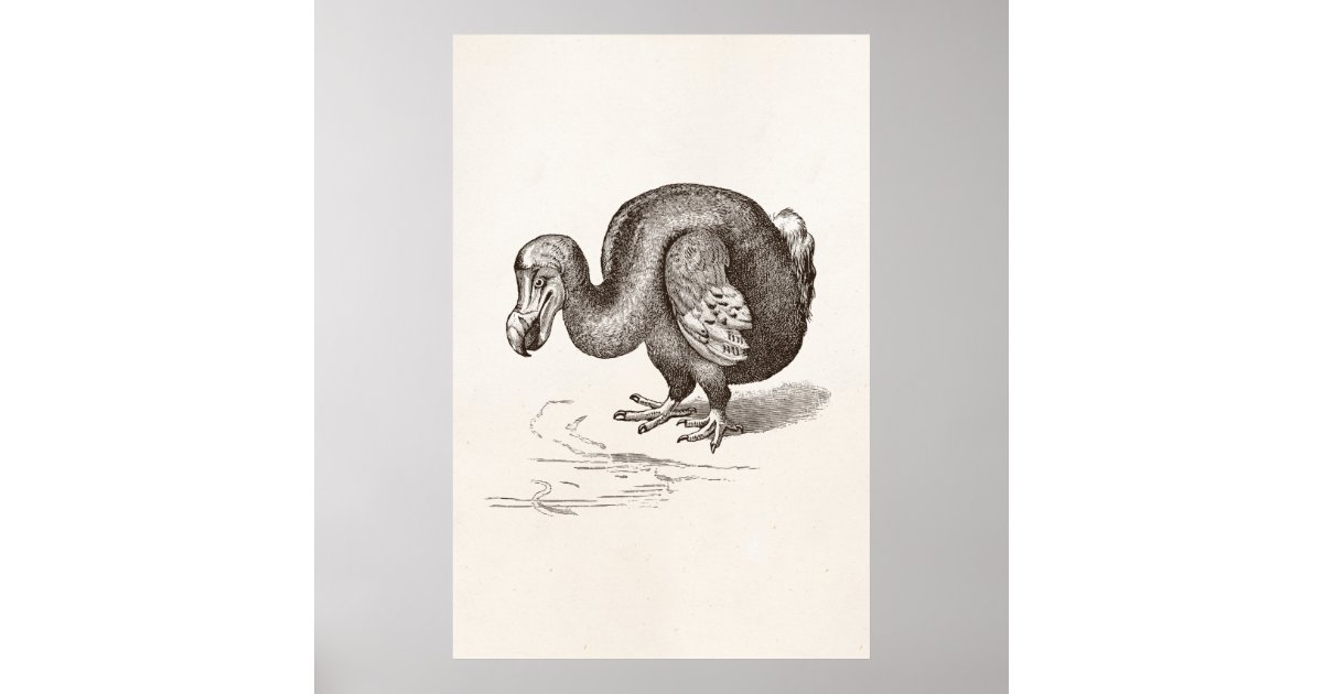 Vintage Dodo Bird Antique Bird Template Poster | Zazzle