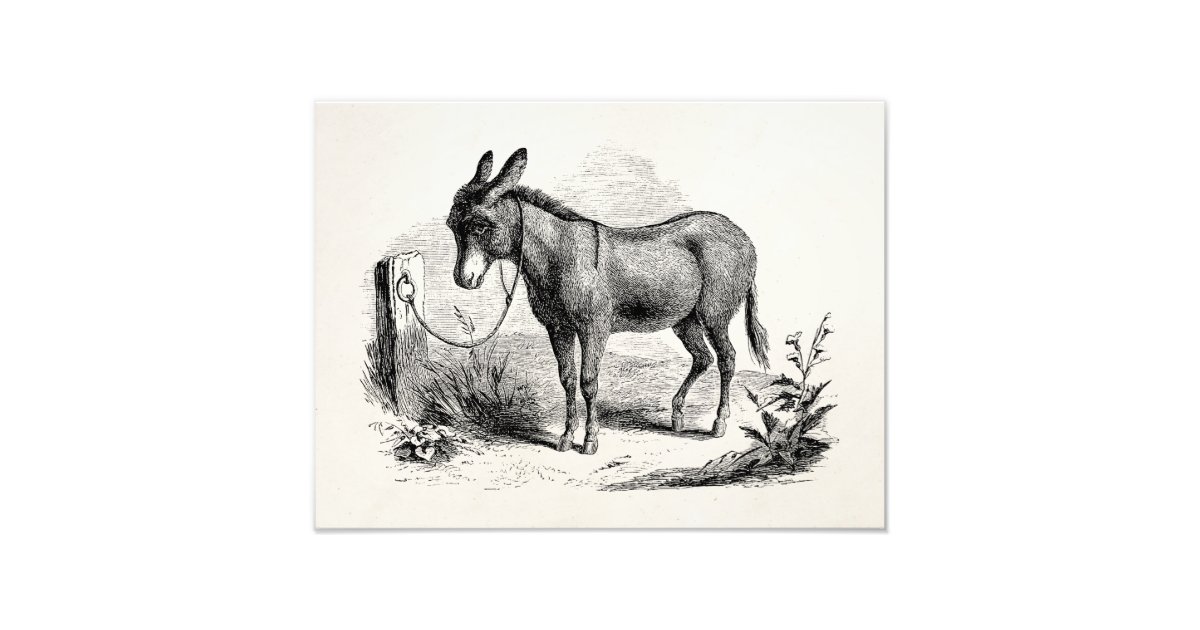 Vintage Domestic Donkey Personalised Retro Donkeys Photo Print | Zazzle