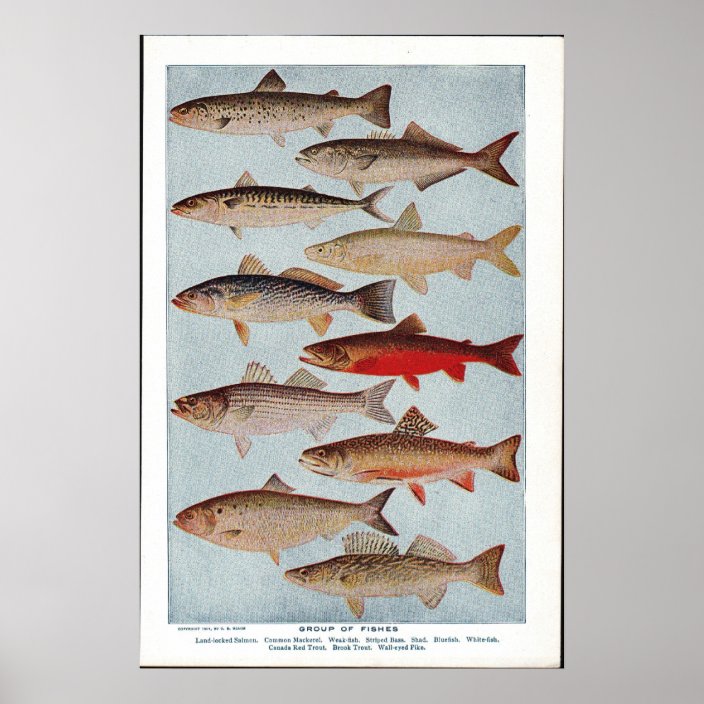 Vintage Fish Poster | Zazzle.co.uk