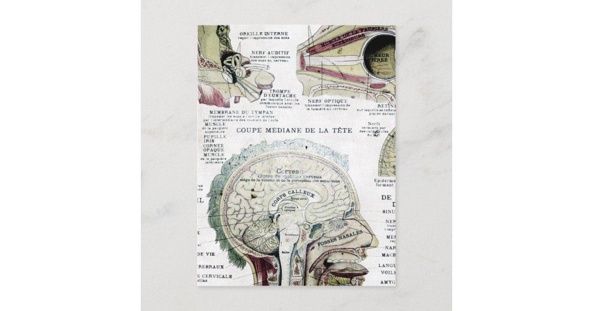 Vintage French Anatomy Postcard | Zazzle