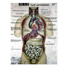 Vintage Medical Illustration, Anatomy Postcard | Zazzle.co.uk