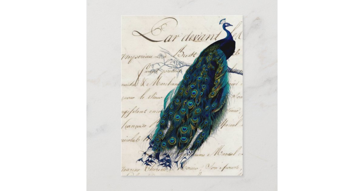 Vintage French Script Peacock Postcard | Zazzle