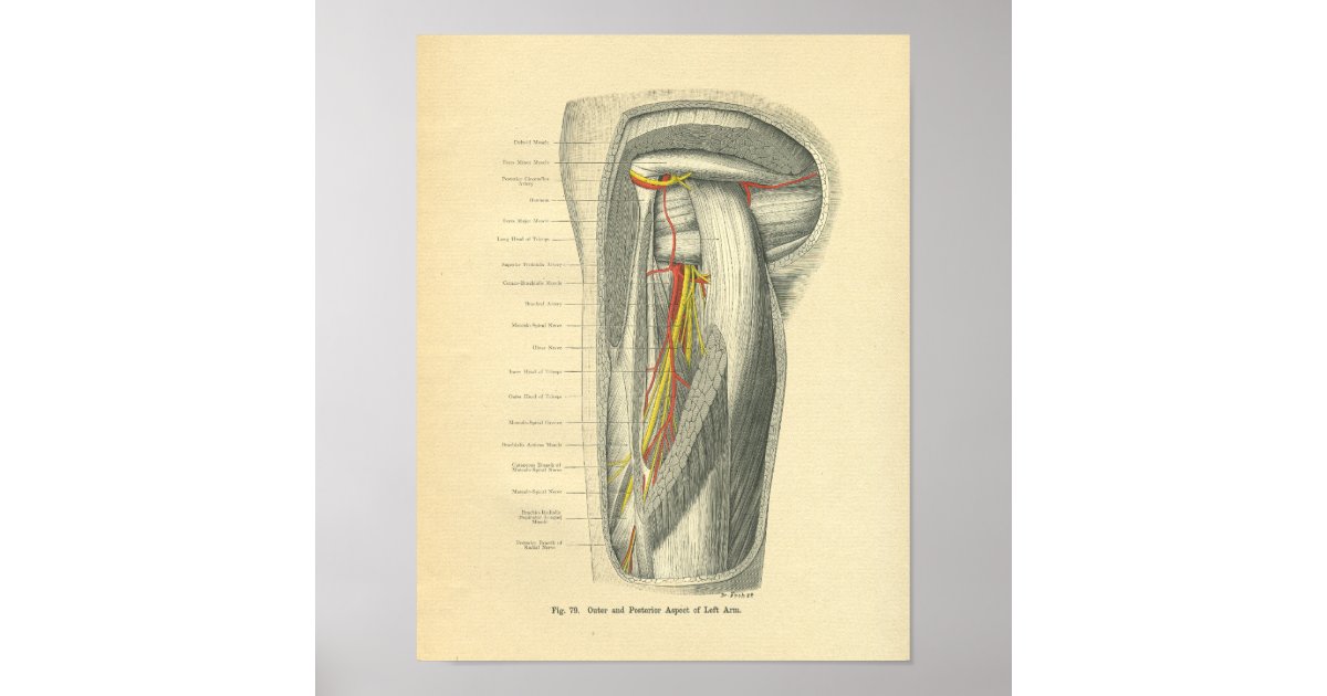 Vintage Frohse Anatomy of Arm & Shoulder Poster | Zazzle