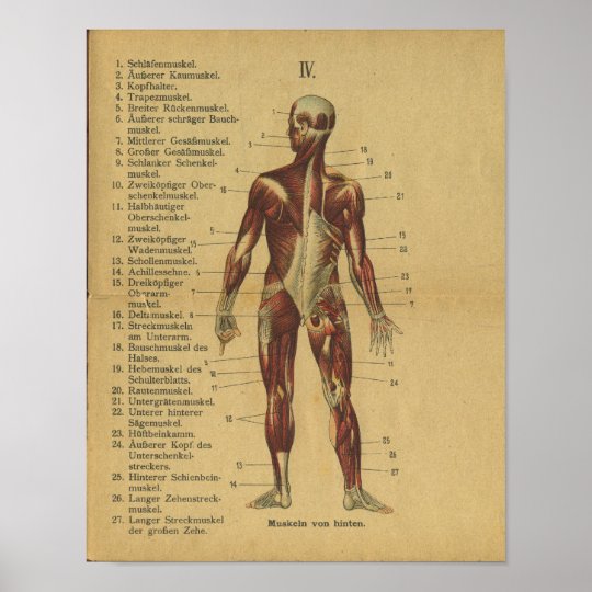 Vintage German Anatomy Print Muscles | Zazzle.co.uk