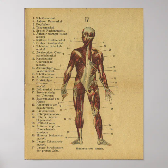 Vintage German Anatomy Print Muscles | Zazzle
