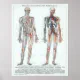 Vintage German Human Anatomy Chart | Zazzle