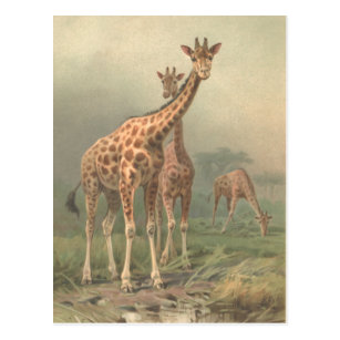 Vintage Safari Postcards | Zazzle UK