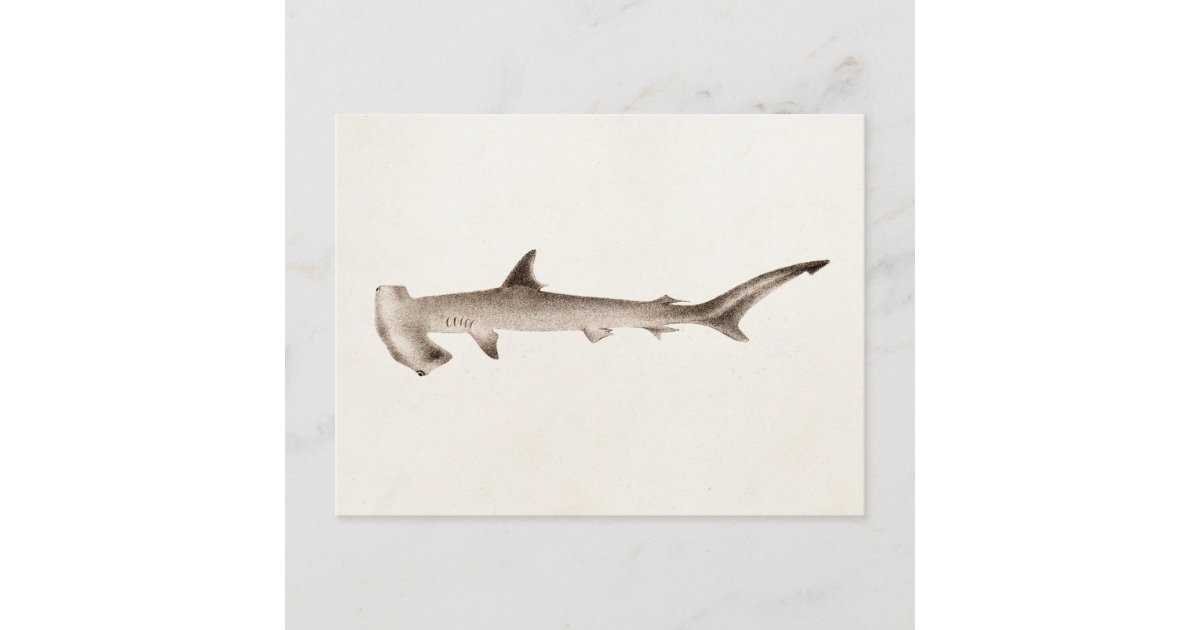 Vintage Hammerhead Shark Illustration Retro Sharks Postcard | Zazzle