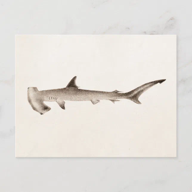 Vintage Hammerhead Shark Illustration Retro Sharks Postcard | Zazzle