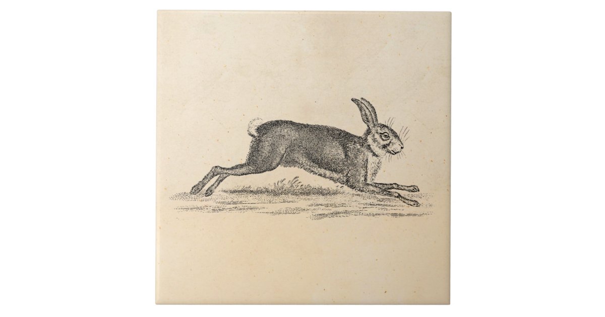 Vintage Hare Bunny Rabbit 1800s Illustration Tile | Zazzle