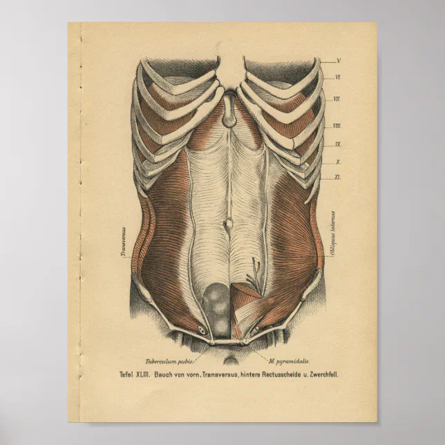 Vintage Human Anatomy Print Abdominal Muscles | Zazzle