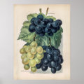 Vintage illustration of grape poster | Zazzle