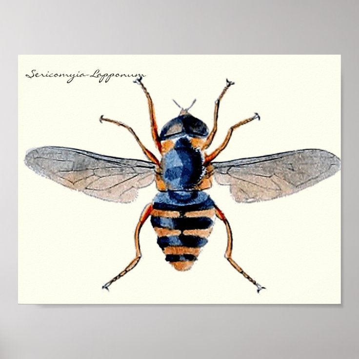 Vintage Insects Scientific Entomology Fly Poster | Zazzle