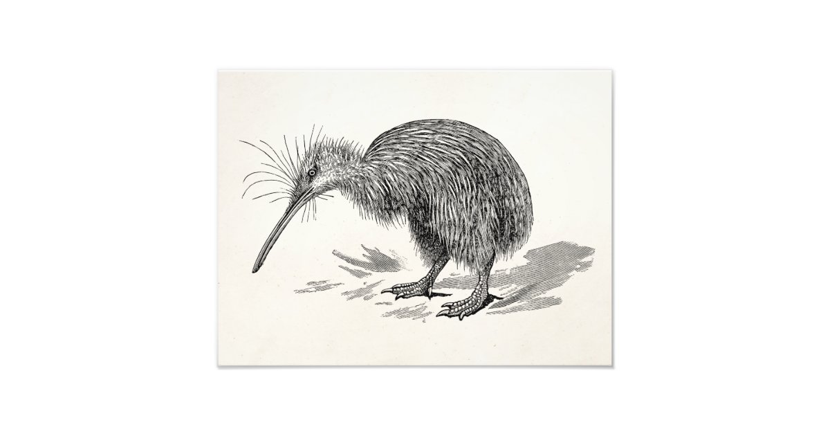 Vintage Kiwi Bird Antique Birds Template Photo Print | Zazzle