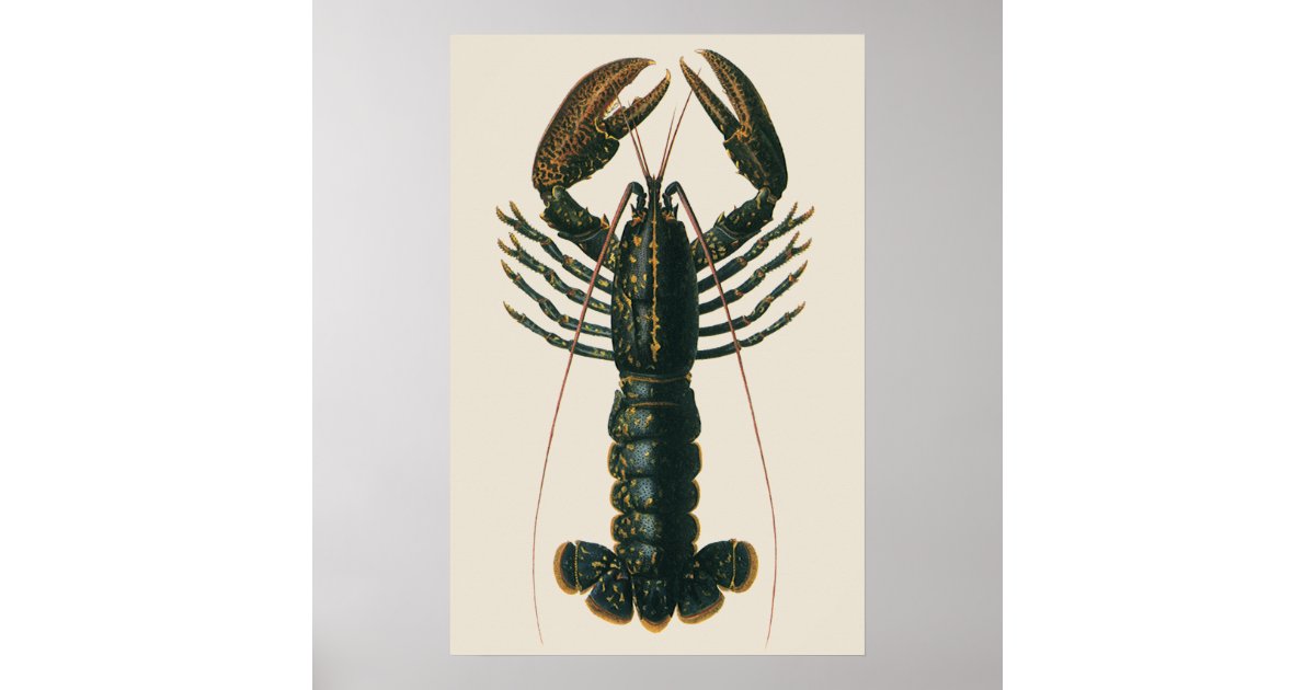 Vintage Lobster, Marine Ocean Life Crustacean Poster | Zazzle
