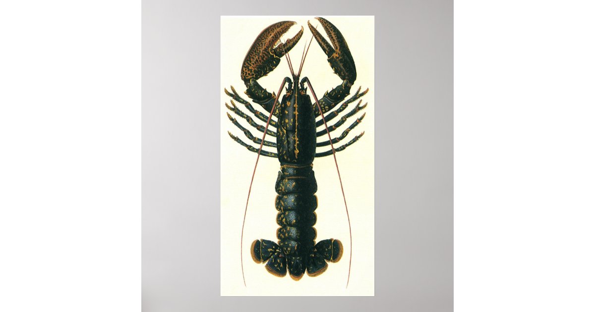 Vintage Lobster, Marine Ocean Life Crustacean Poster | Zazzle