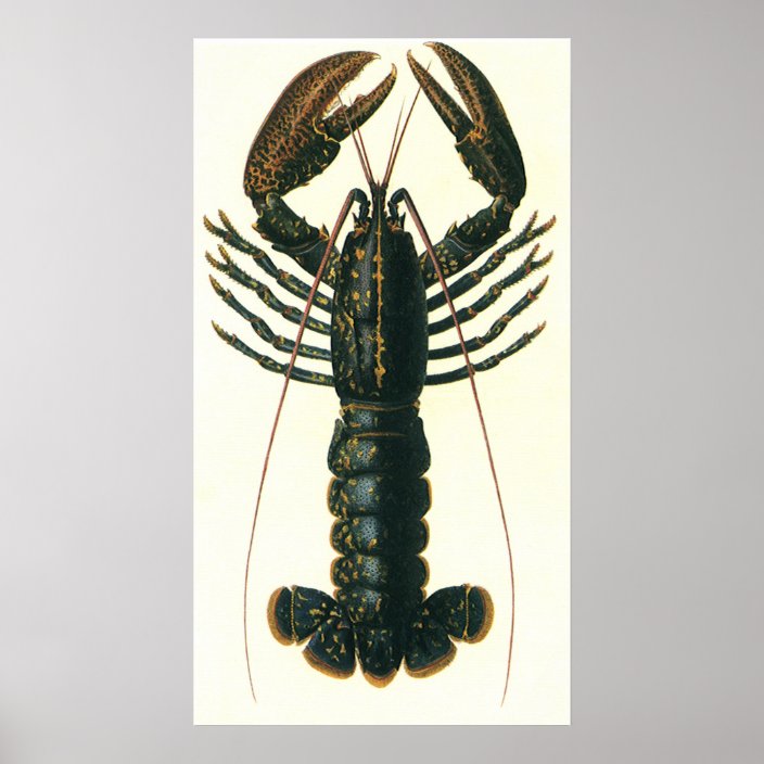 Vintage Lobster, Marine Ocean Life Crustacean Poster | Zazzle.co.uk