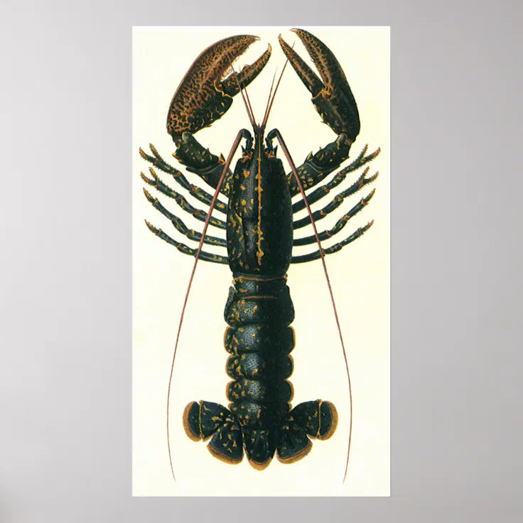 Vintage Lobster, Marine Ocean Life Crustacean Poster | Zazzle