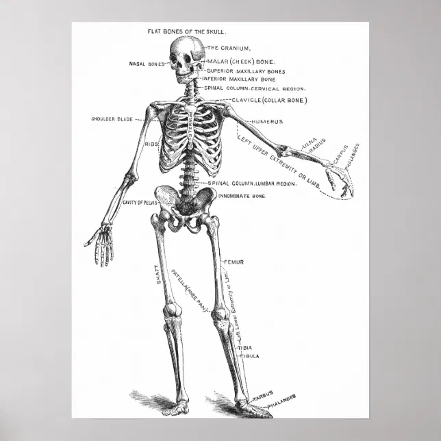 Vintage medical anatomy skeleton doctor diagram poster | Zazzle