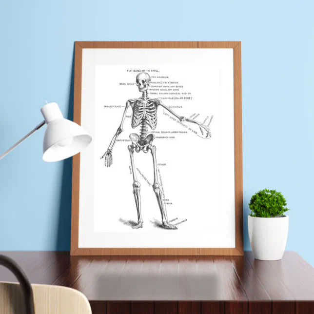 Vintage medical anatomy skeleton doctor diagram poster | Zazzle