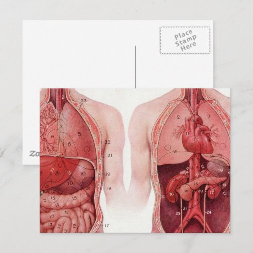 Vintage Medical Illustration, Anatomy Postcard | Zazzle