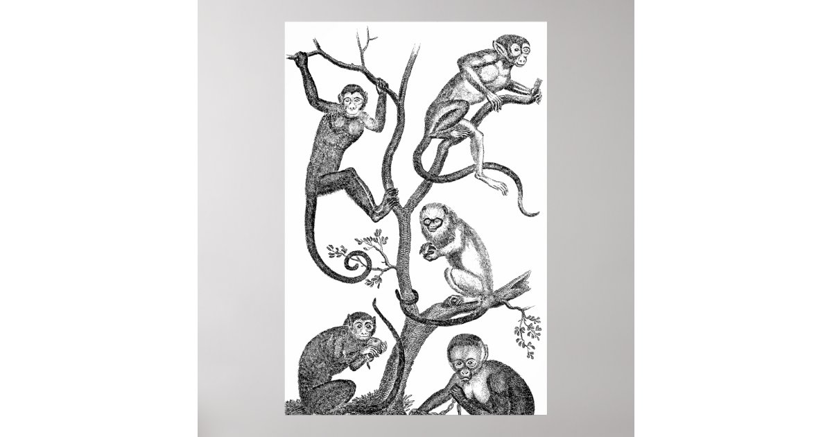 Vintage Monkey Illustration - 1800's Monkeys Poster | Zazzle