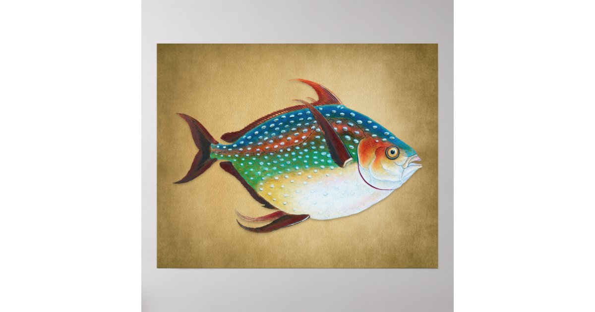 Vintage Opah Fish Illustration 1800s Poster | Zazzle