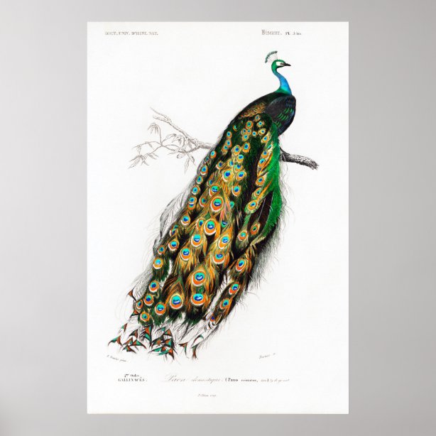Peacock Posters & Prints | Zazzle UK