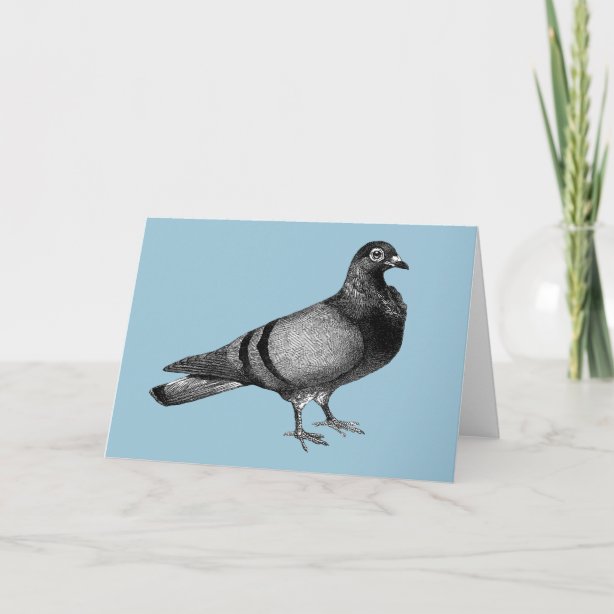 Pigeon Cards | Zazzle UK