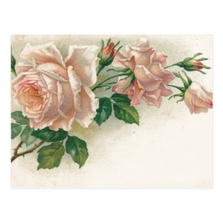 Vintage Rose Postcards | Zazzle.co.uk