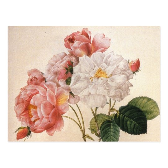 Vintage Rose Postcard | Zazzle.co.uk