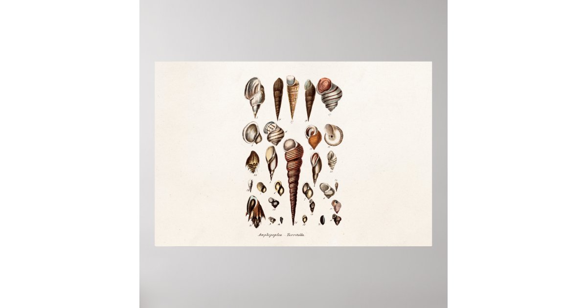 Vintage Sea Shells Personalised Retro Auger Shell Poster | Zazzle