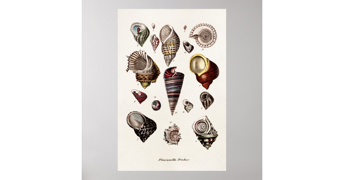 Vintage Sea Shells Personalised Retro Auger Shell Poster | Zazzle