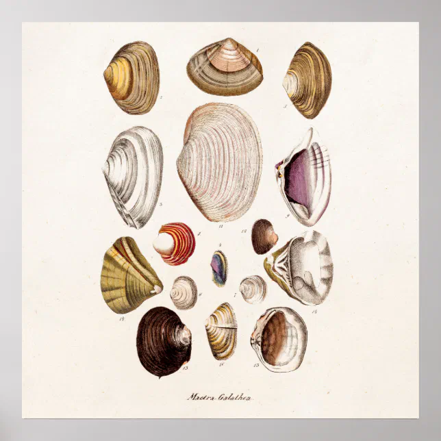 Vintage Sea Shells Personalised Retro Clam Shell Poster | Zazzle