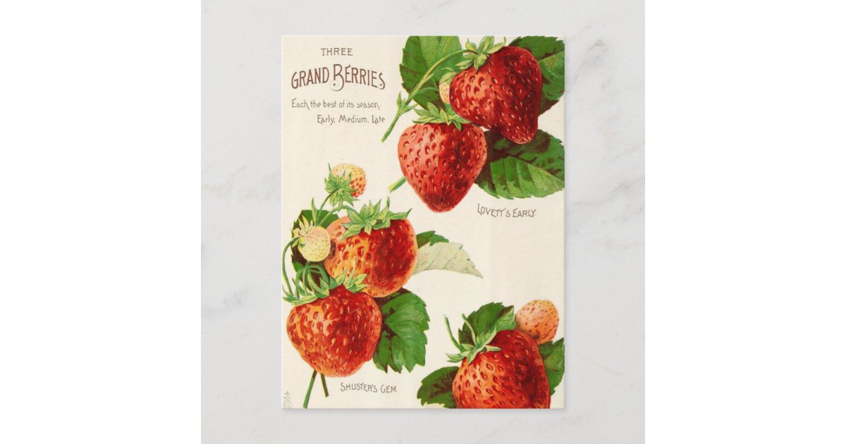 Vintage Seed Ad Postcard | Zazzle