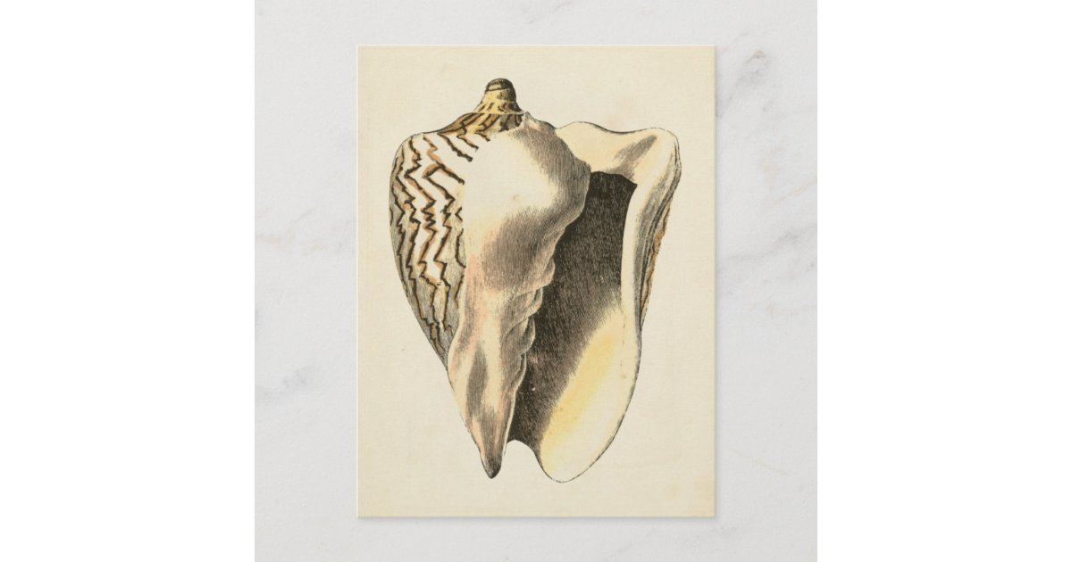 Vintage Sepia Conch Shell Postcard | Zazzle