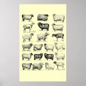 Vintage Sheep Poster | Zazzle
