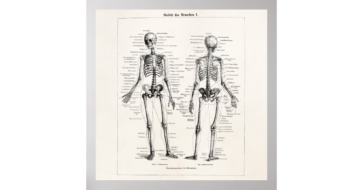 Vintage Skeleton Human Anatomy Bone Bones Skull Poster | Zazzle