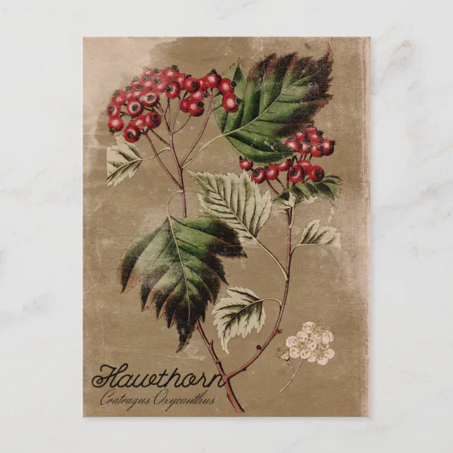 Vintage Style Hawthorn Tree Berry Postcard | Zazzle