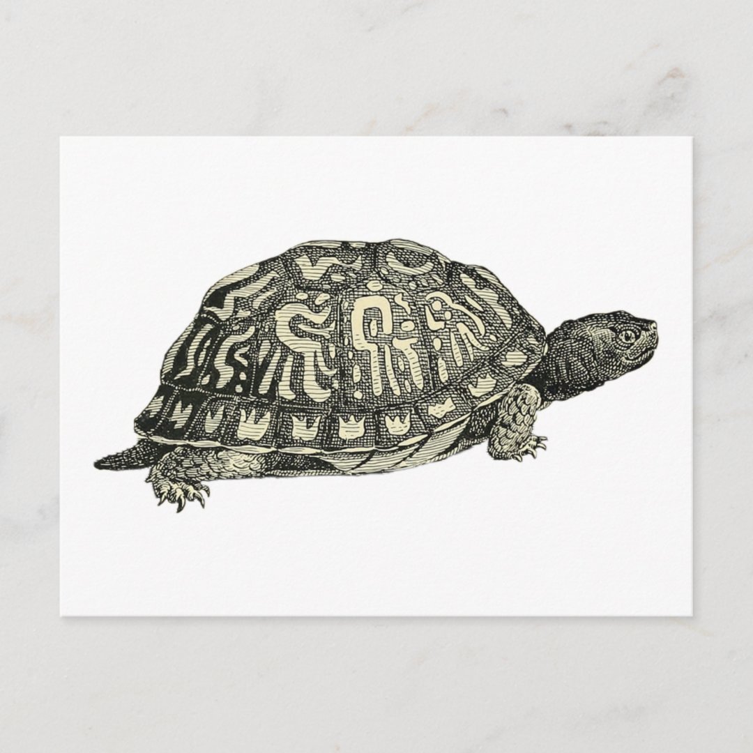 Vintage Tortoise Illustration Postcard | Zazzle