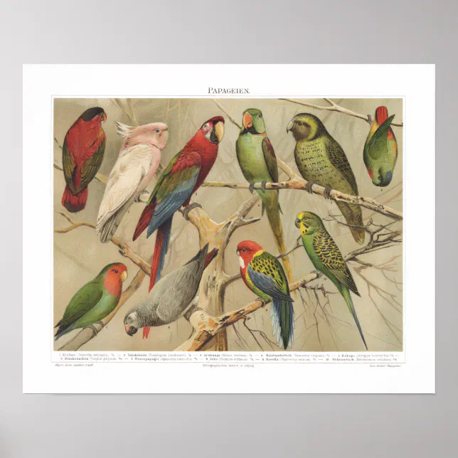 Vintage Tropical Birds Colourful Parrots Poster | Zazzle