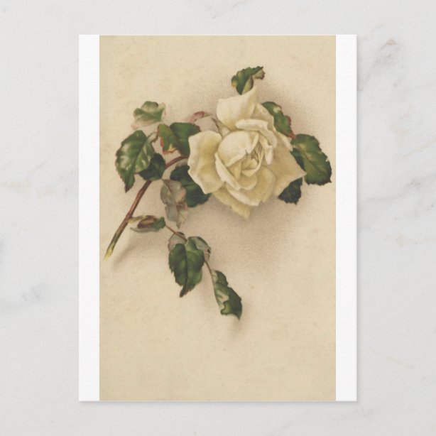 Vintage Rose Postcards | Zazzle UK