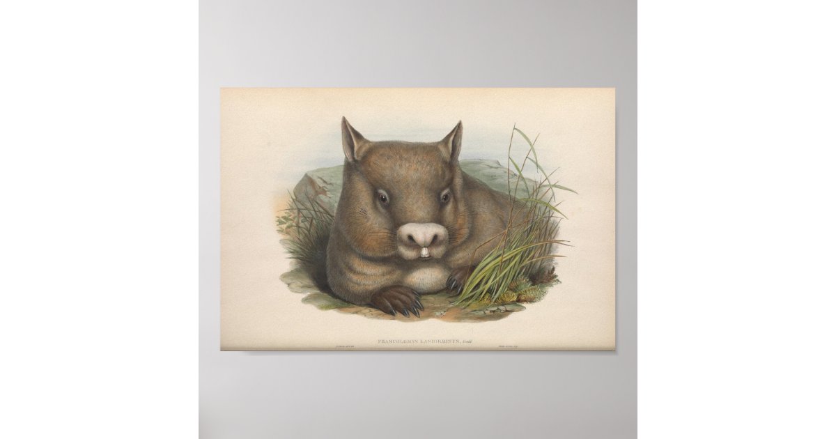 Vintage Wombat Illustration Poster | Zazzle