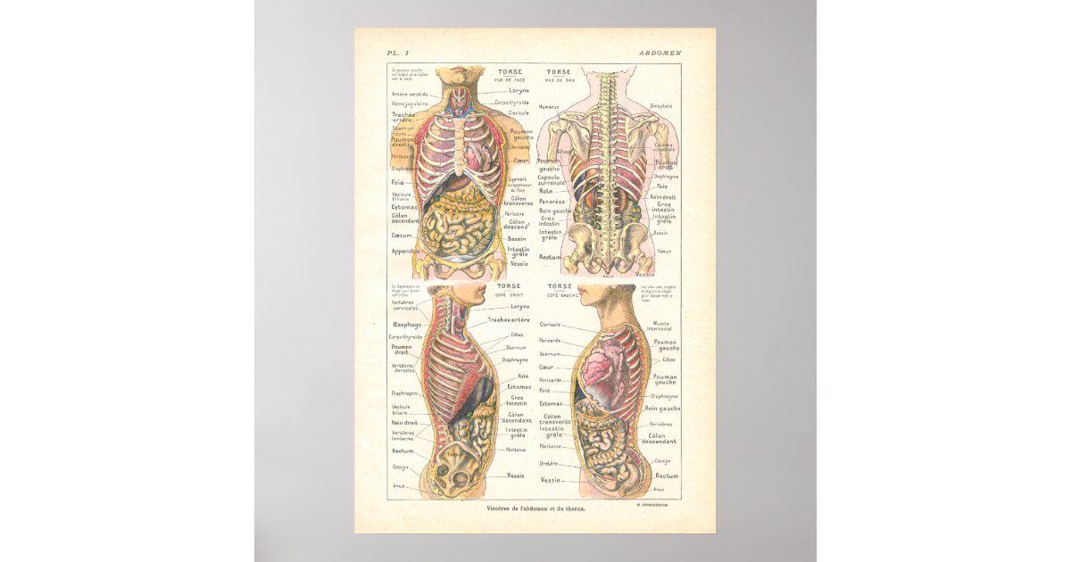 Viscera & Abdominal Anatomy Poster French | Zazzle