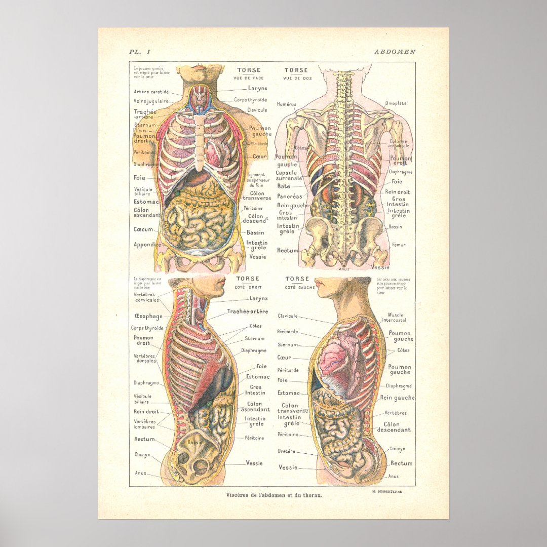 Viscera & Abdominal Anatomy Poster French | Zazzle