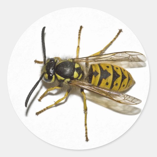 Wasp Classic Round Sticker | Zazzle.co.uk