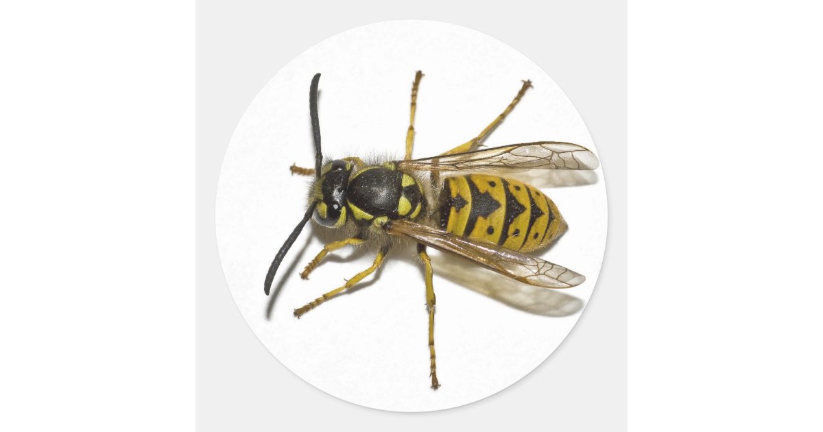 Wasp Classic Round Sticker | Zazzle